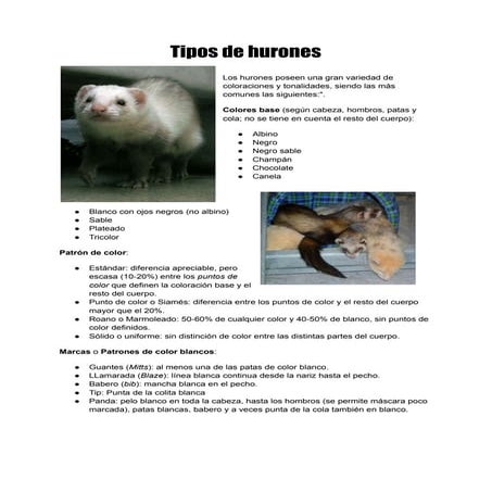 Tipos de hurones | PDF