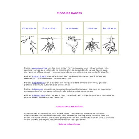 Tipos de raíces | DOC