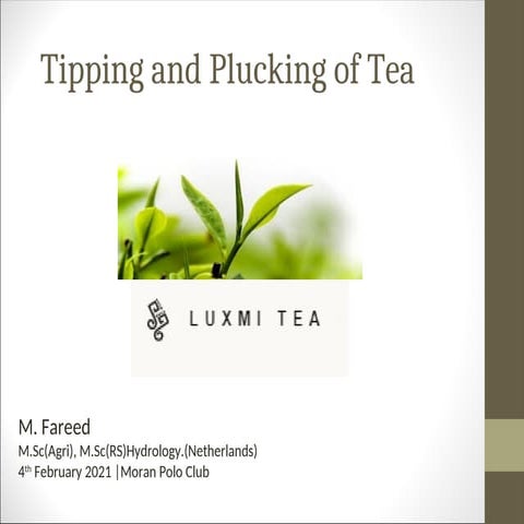 Tipping_and_Plucking_of_Tea GARDEN FIELD.ppt