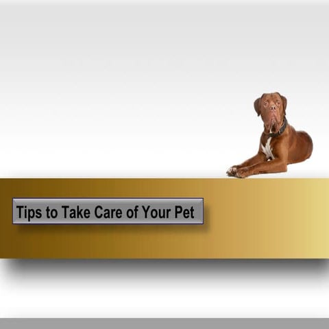 Tips to Take Care of Your Pet | PPT