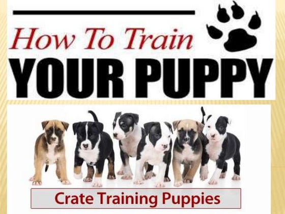 Puppy training 3 simple insider tips | PDF