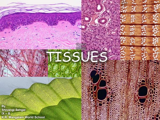 Class 9 tissue chapter 6 | PPT