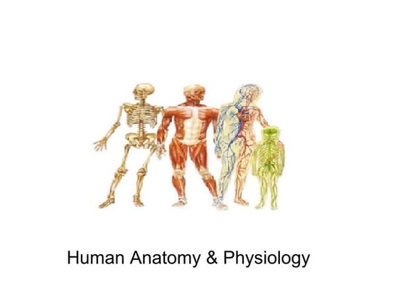 Animal Tissues PowerPoint Presentation | PPT