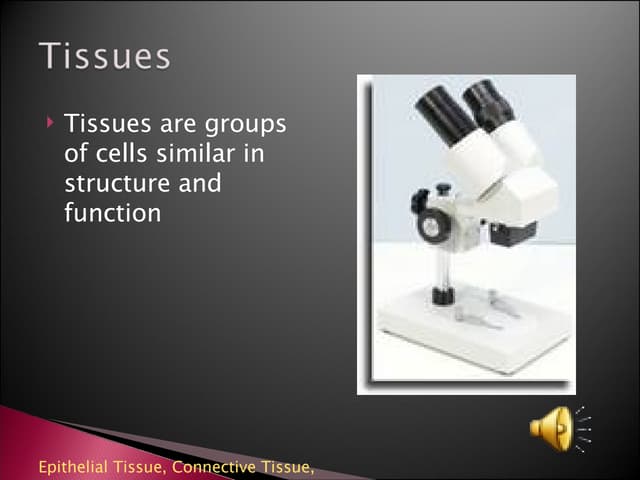 Types of stomata | PPTX