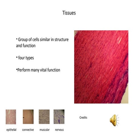 Tissue project | PPT