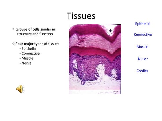 Anatomy and physiology of human tissues.pptx | Biological Sciences ...