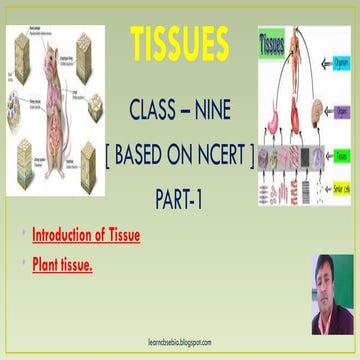 Tissues Class 9 ppt | PPTX
