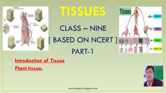 Plant tissues, 9 cbse | PPTX
