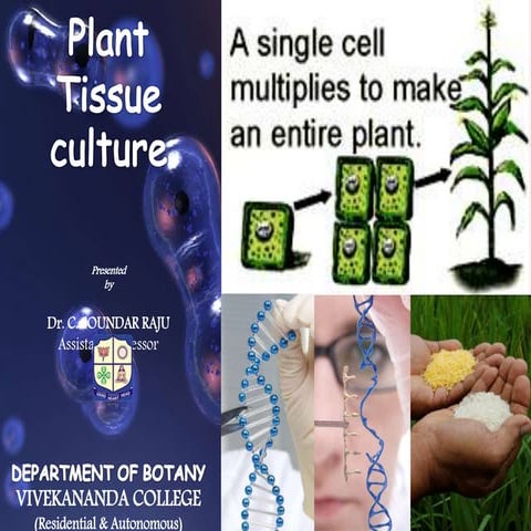 Tissue Culture | PPT