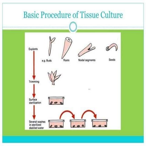 Tissue culturing.pptx