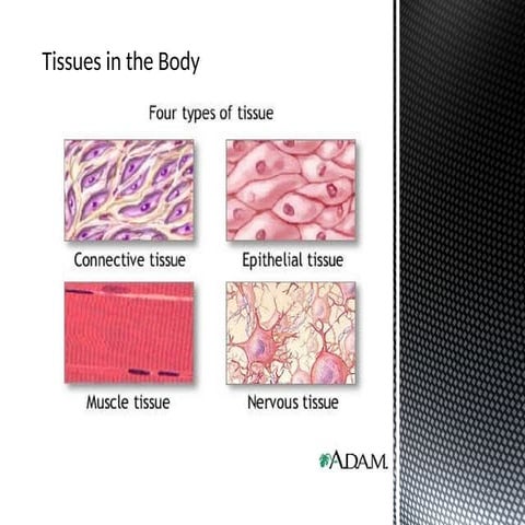Tissue in the Body Anatomy and Physiology 2025.pptx