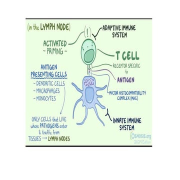 Tissues of the Immune System - Immunology.pptx