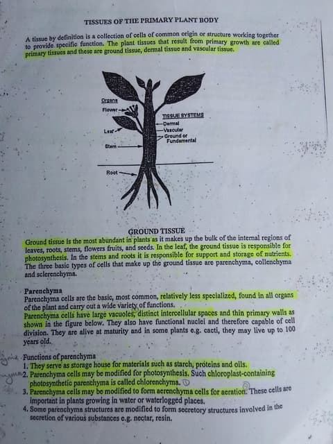 Plant Tissues 26-03-2021.pptx morphology | PPT