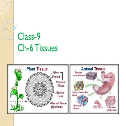Class 9 tissue chapter 6 | PPT