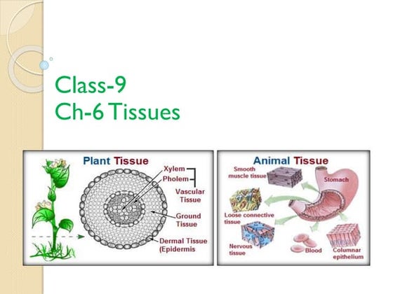 Class 9 tissue chapter 6 | PPT