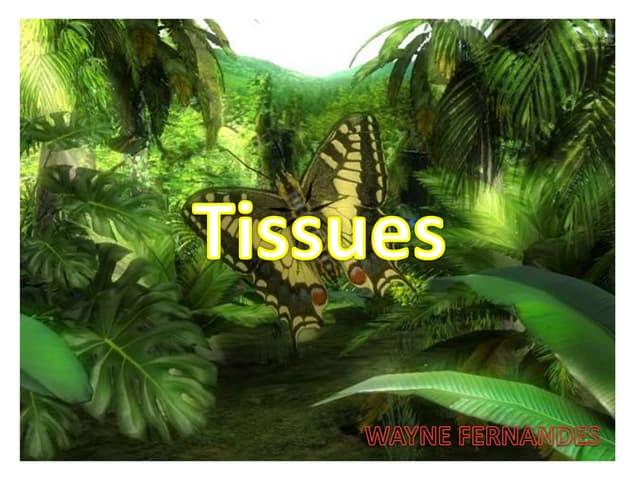 Tissues Class 9 ppt | PPTX
