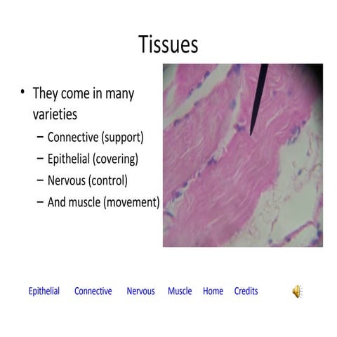 Tissues | PPT | Biological Sciences | Science