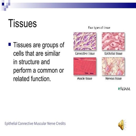 Tissues | PPT