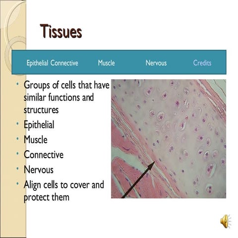 Tissues | PPT