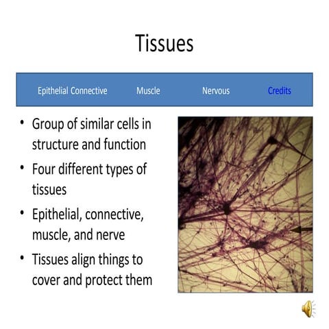 Tissue Slide Show | PPT