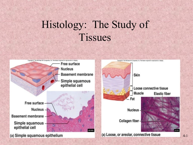 Histology: Tissues Histology: Tissues