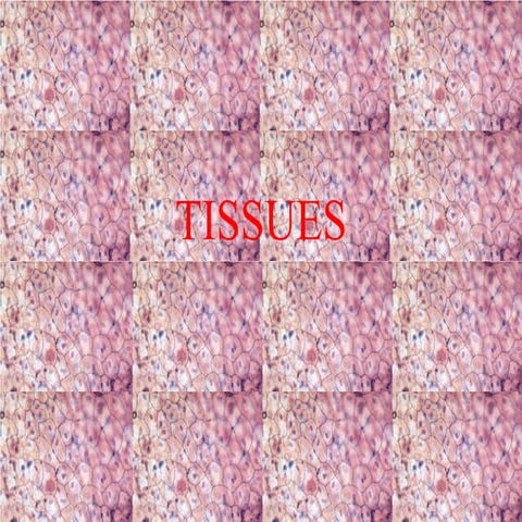 Tissues | PPTX