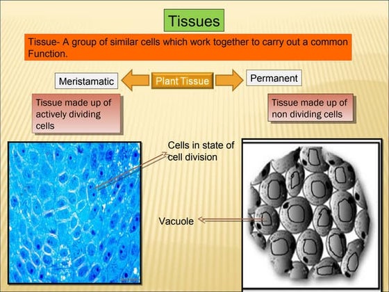 types of animal tissues class 9 | PPTX | Bone and Joint Conditions | Diseases and Conditions