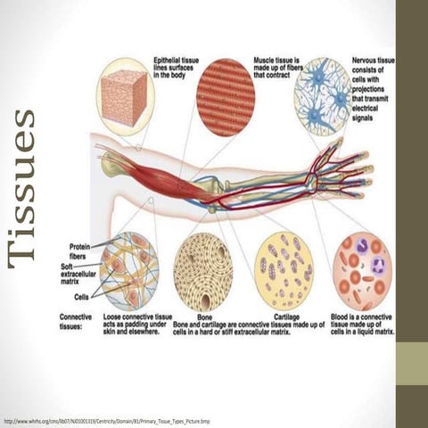 A brief overview of histology. | PPTX
