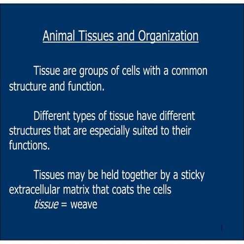Animal Tissues PowerPoint Presentation