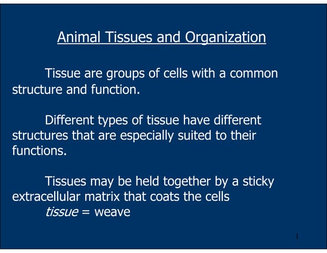 Animal Tissues PowerPoint Presentation | PPTX