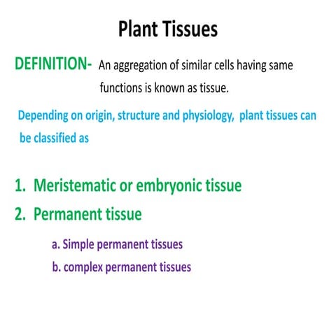 Plant Tissues for Grade 10 Life Sciences | PPTX