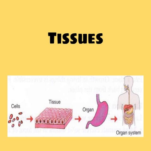 Tissues | PPTX