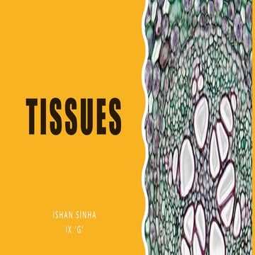 Plant tissues | PPTX