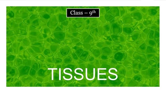 Tissues Class 9 ppt | PPT