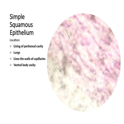 Animal Tissues, including epithelium, connective, muscle and nervous. | PPT