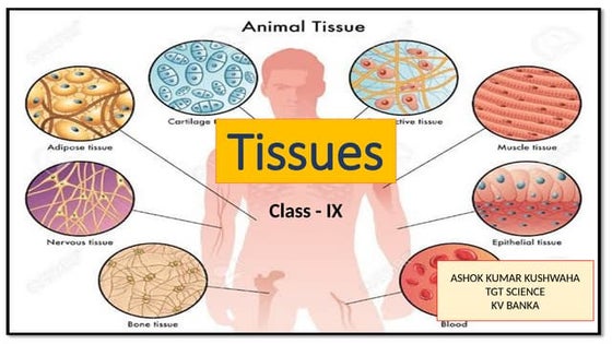 TISSUES Class - 9th | PPTX
