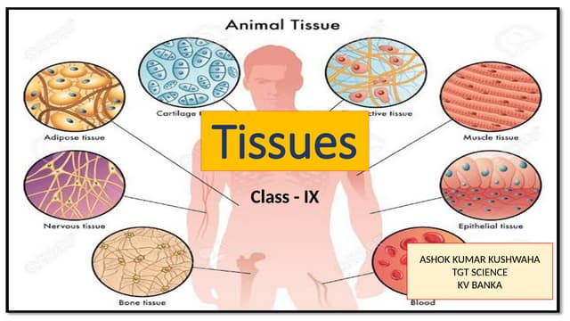 Tissues Class 9 ppt | PPTX
