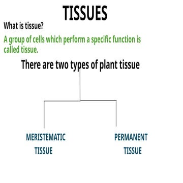 PLANT TISSUES FOR CLASS 9 SUMMARY CBSE.pptx