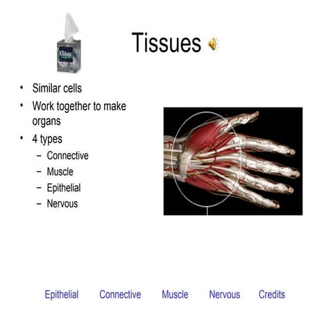 Honors anatomy/physiology human tissues 2016 | PPT
