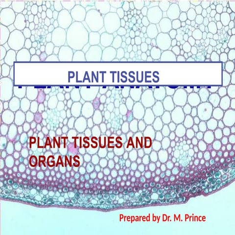 Tissues - Grade 7 PPT Types and functions.pptx