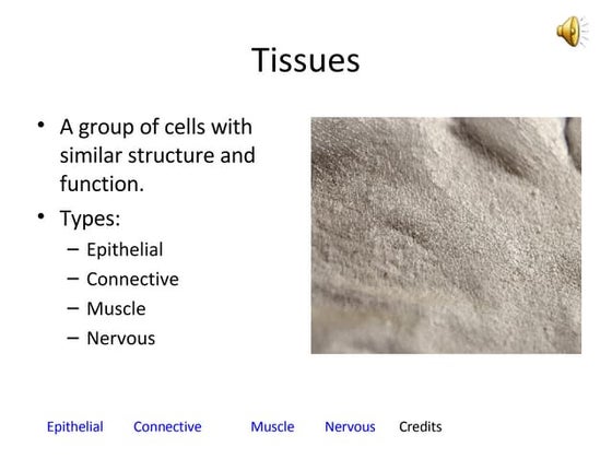 Connective Tissue Table.docx