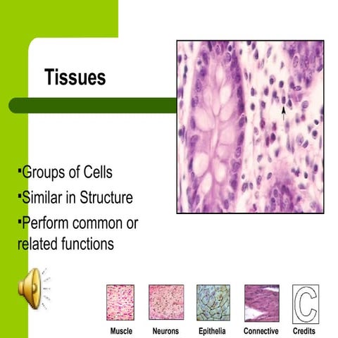 Tissues Office 2003 | PPT