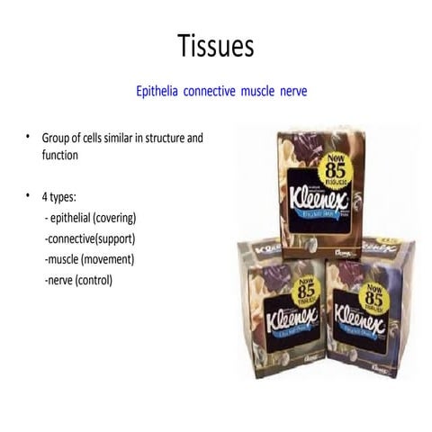 Tissues Project No Sound | PPT | Biological Sciences | Science