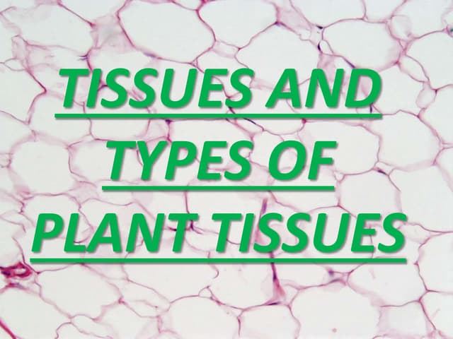 Plant tissues, 9 cbse | PPTX