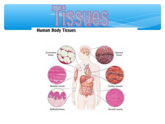 Plant tissues, 9 cbse | PPTX