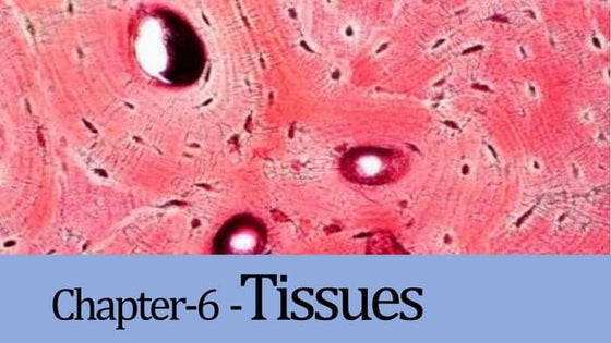 types of animal tissues class 9 | PPTX | Bone and Joint Conditions | Diseases and Conditions
