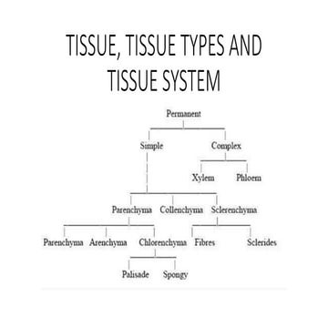 Tissue, tissue types and tissue system | PPTX
