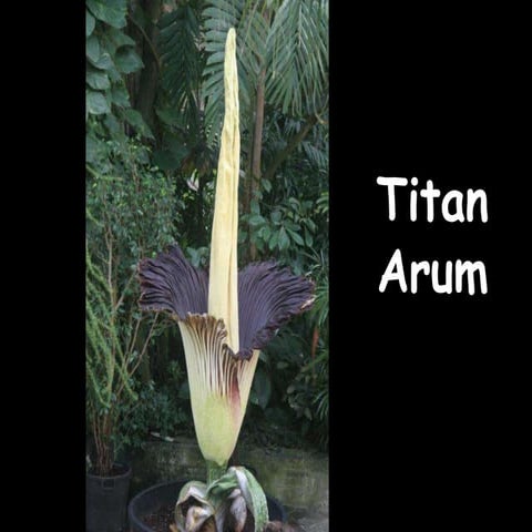 Titan arum | PPS