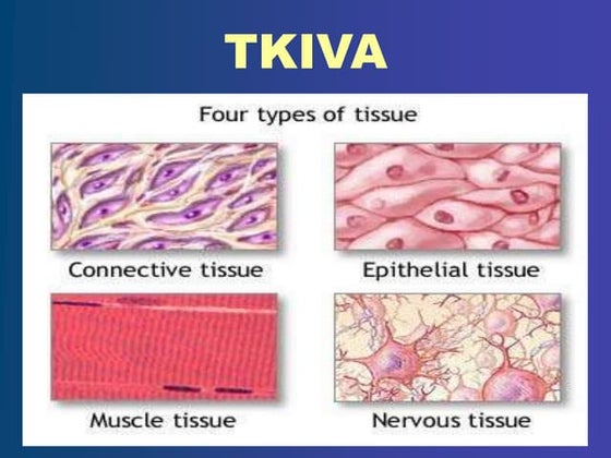 Mišićni sistem | PPT
