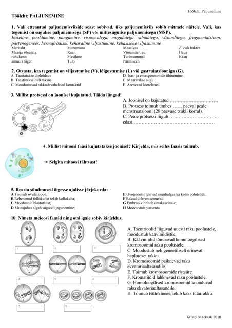 Taimerakk ja seenerakk | PPT